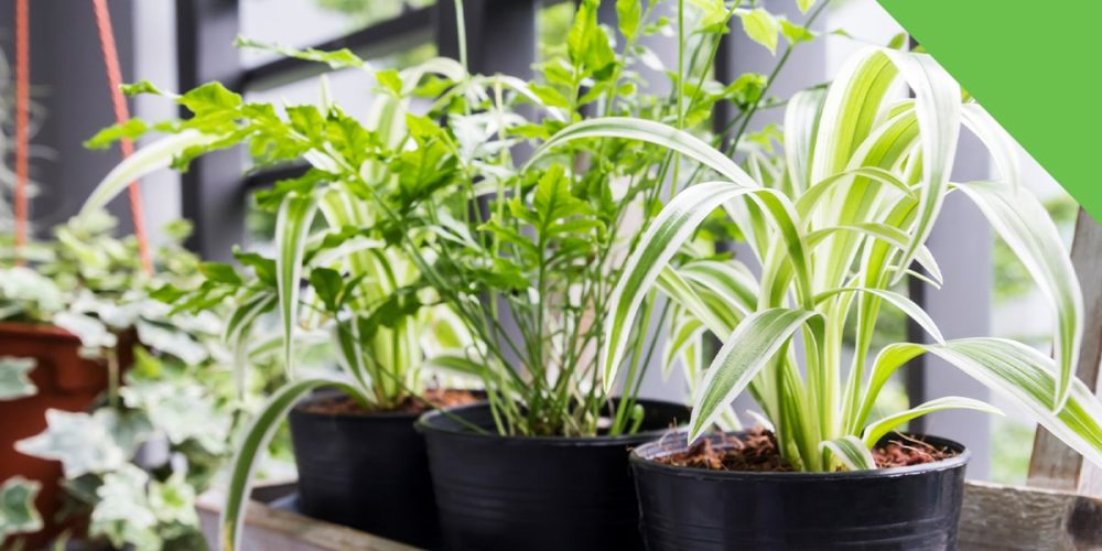 Plants That Love Natural Sunlight - Renewal by Andersen