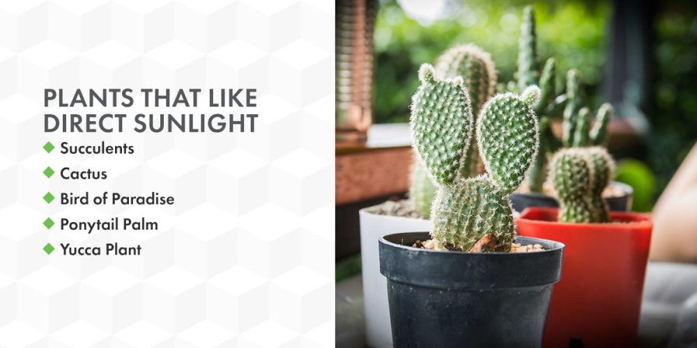 Plants That Love Natural Sunlight - Renewal by Andersen